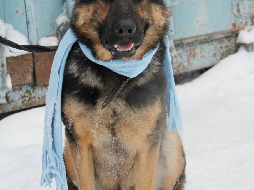Собака в добрые руки отдам бесплатно