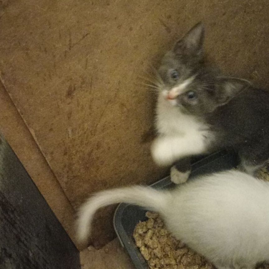 Котята в добрые руки приучены к лотку
