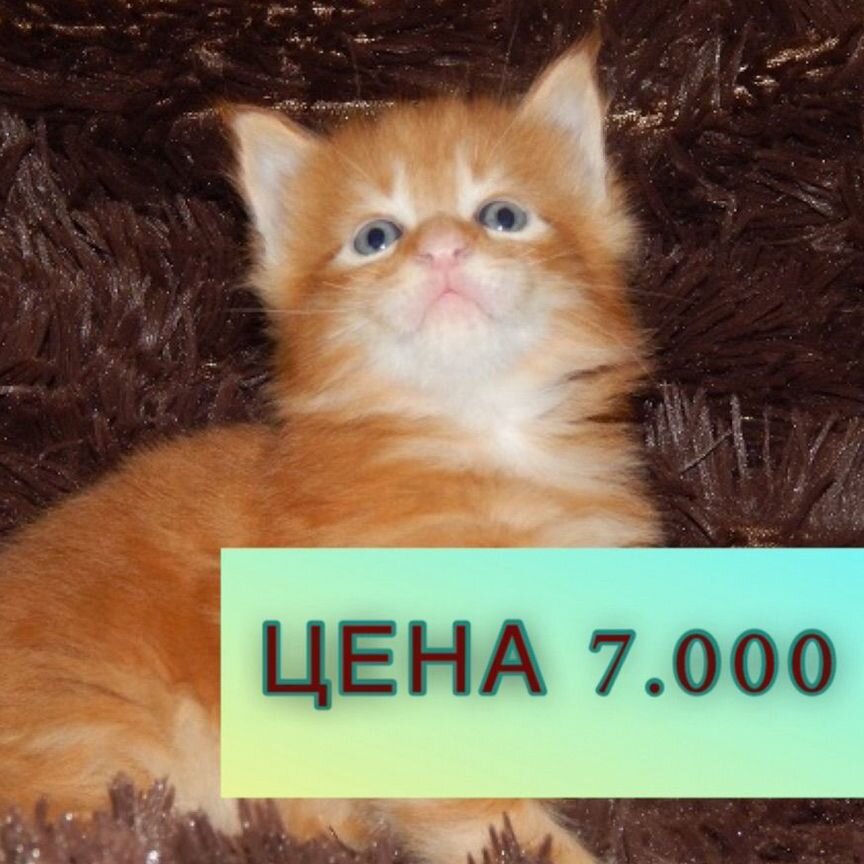 Мейн-кун котёнок