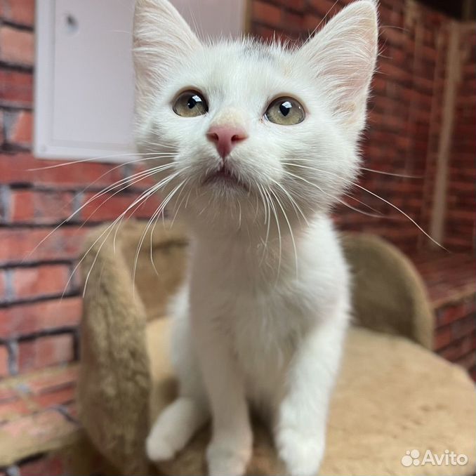 Котенок девочка Стеша 3 мес ищет семью