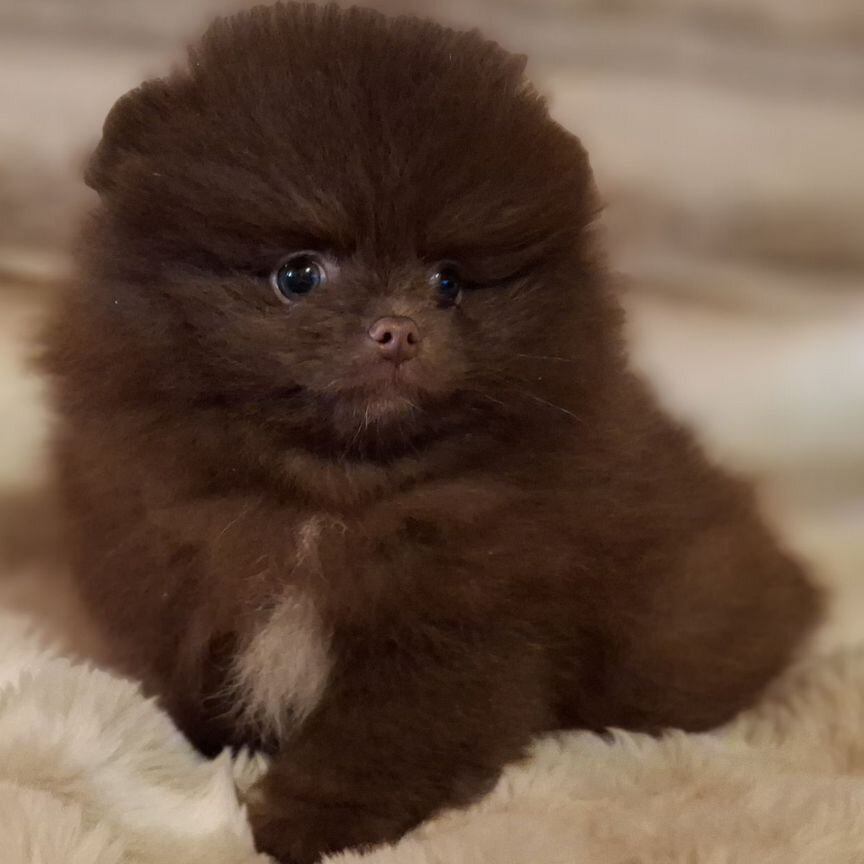 Померанский шпиц, щенок