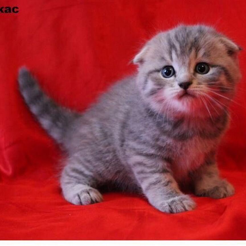 Шотландский вислоухий короткошёрстный котёнок