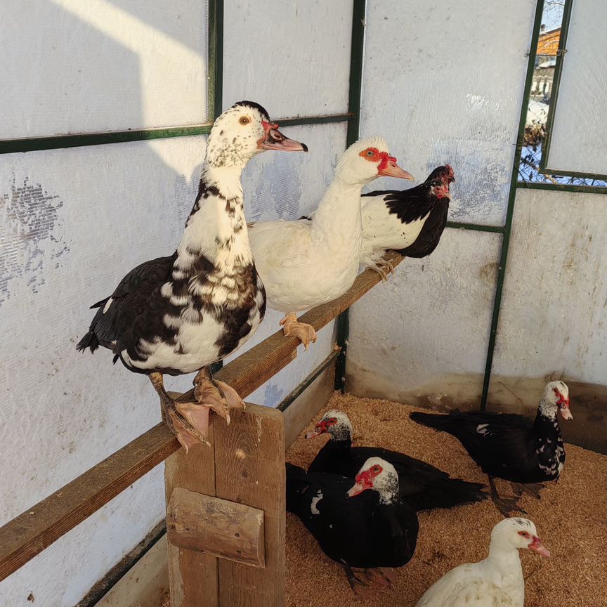 Продам индоуток