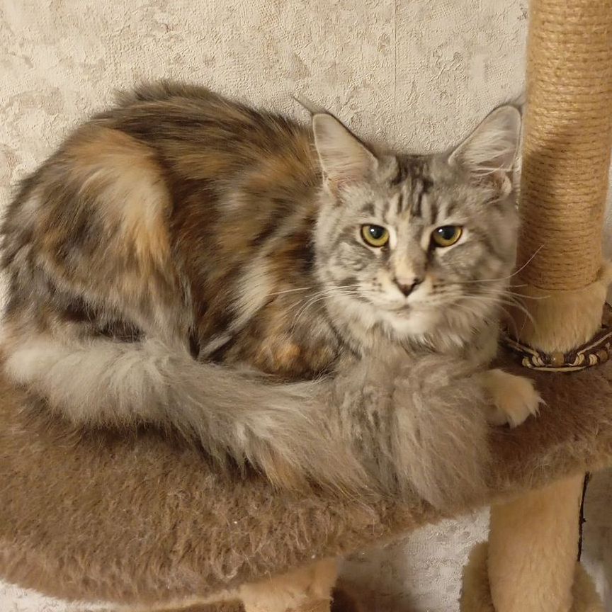 Девочка ищет вязку бесплатно. Или отдам катенка