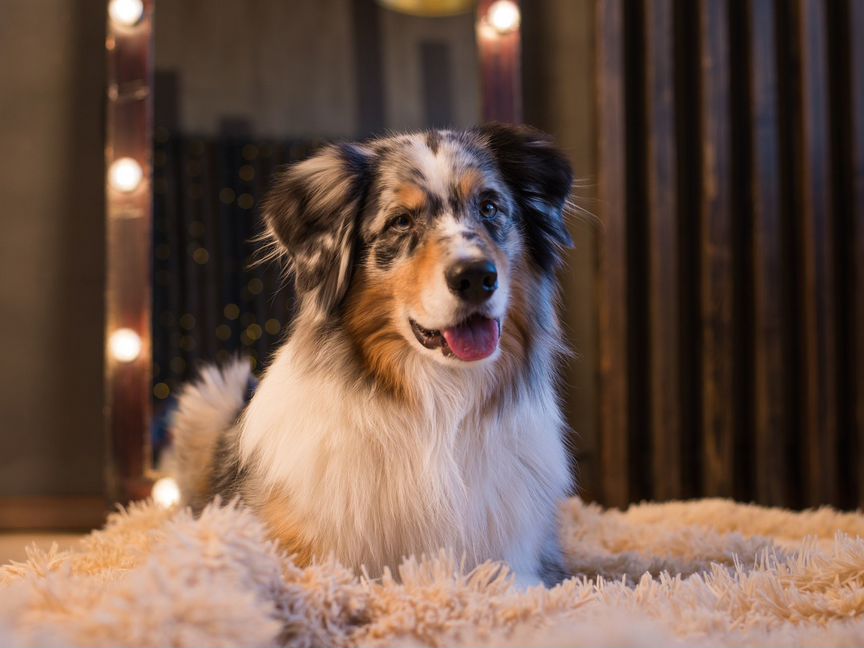 Щенки аусси (австралийская овчарка)