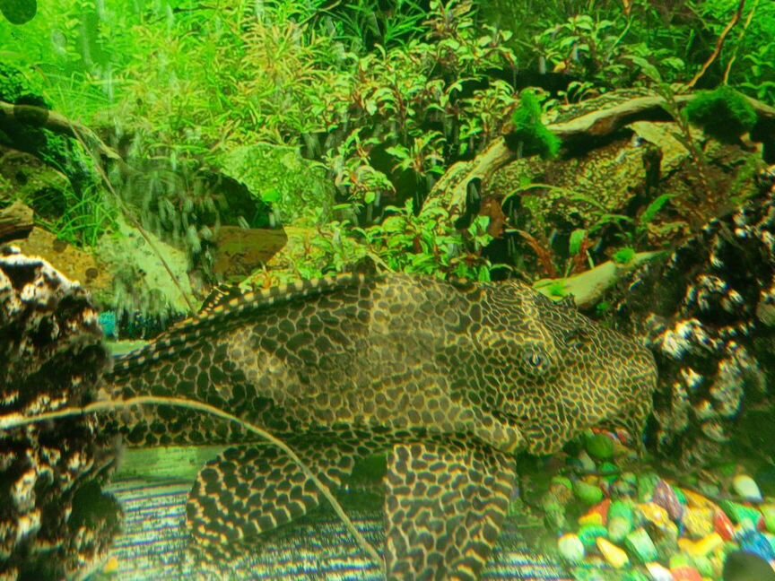Аквариумные рыбки: попугай, акара, сом