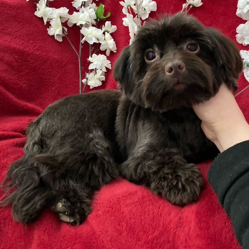 Йоркширский терьер, взрослая собака