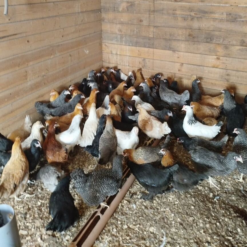 Молодка доминант разные разцветки