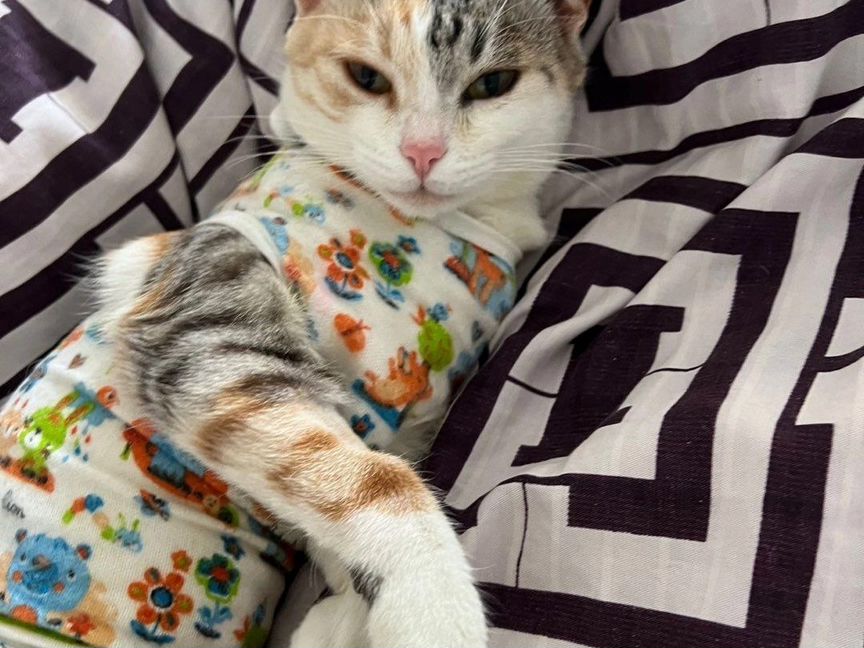 Кошка
