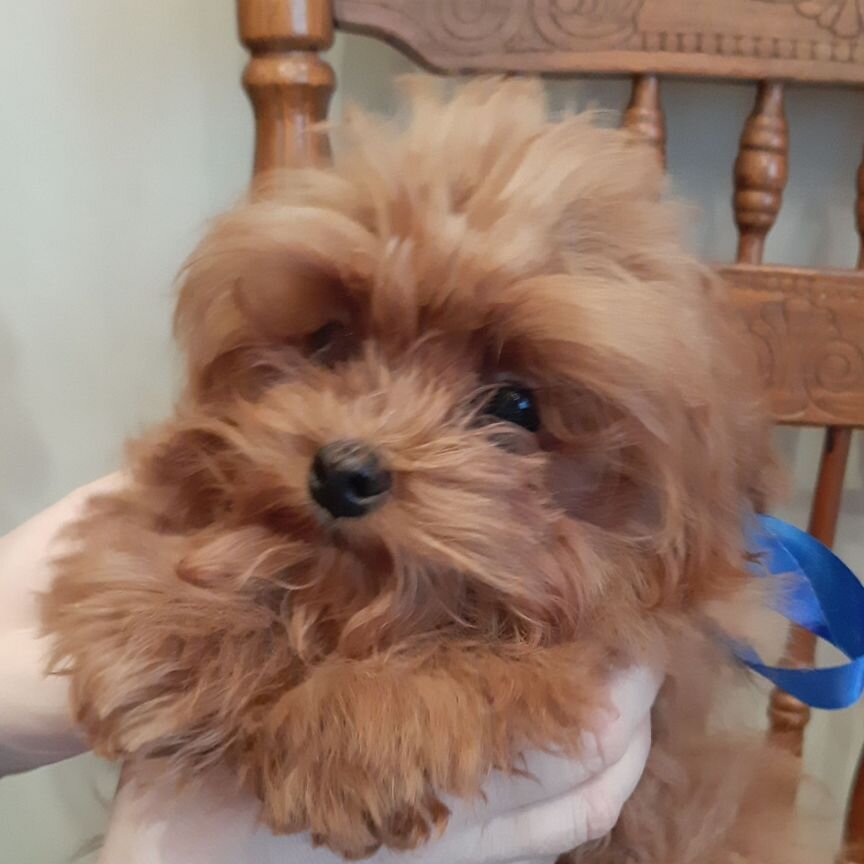 Пудель, щенок