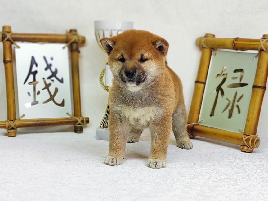 Шикарная лисичка