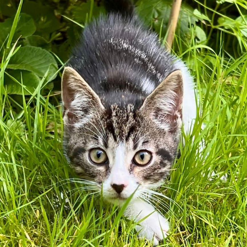 Котёнок девочка бросили на даче
