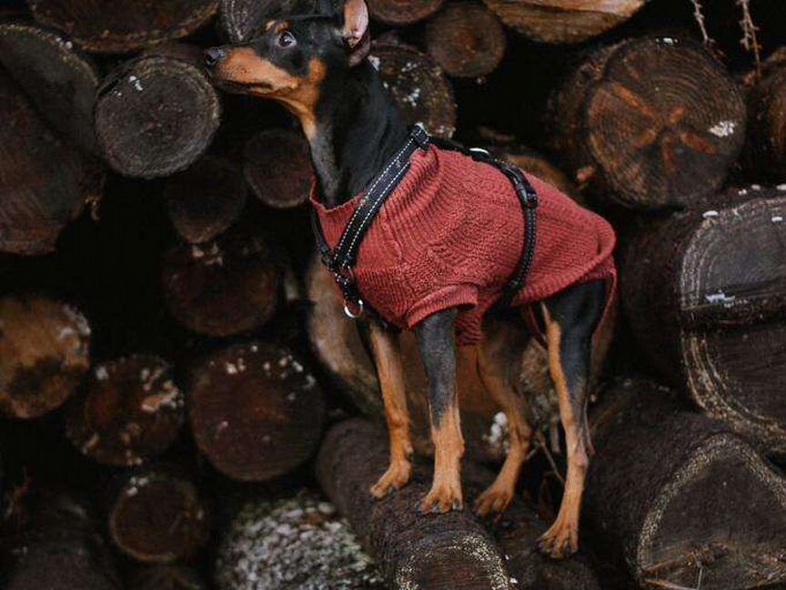 Вязка цвергпинчер