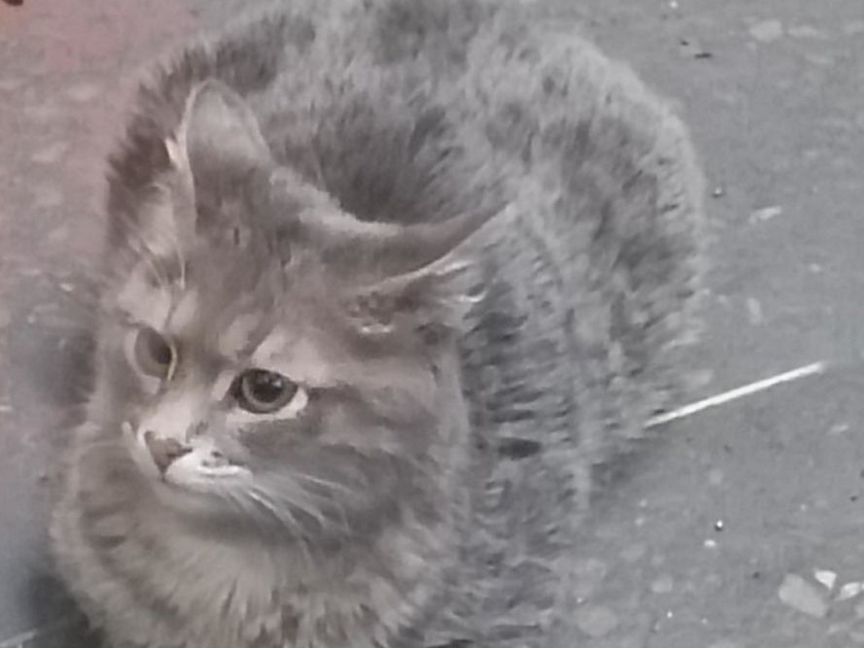 Трое из ларца