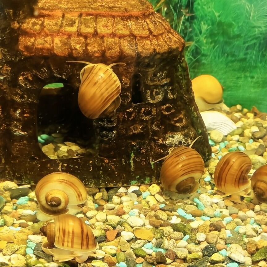 Улитки аквариумные