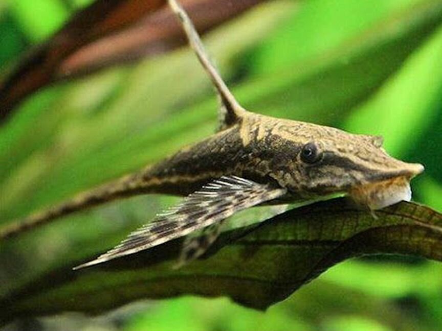 Стурисома панамская