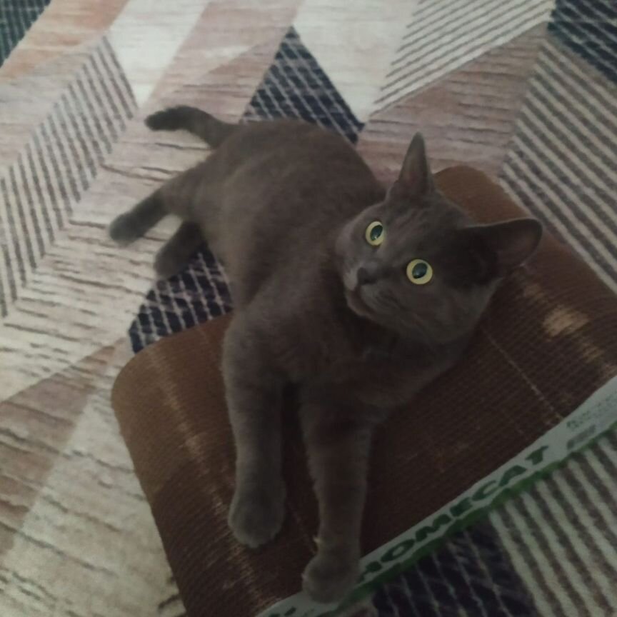 Кошечка ищет дом