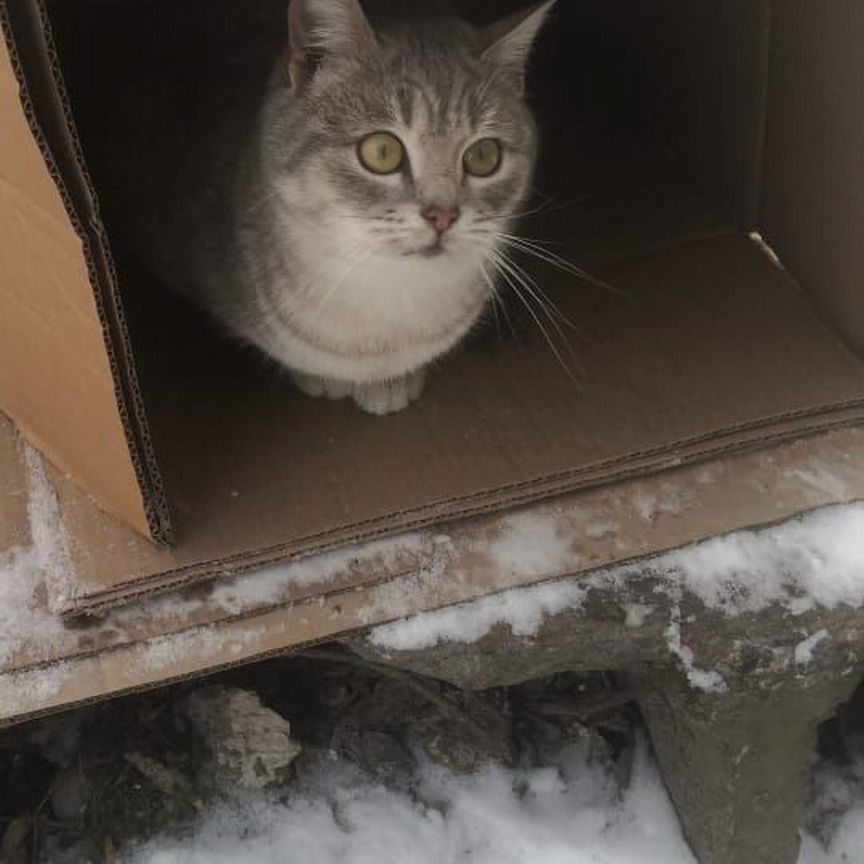 Кошечка ищет дом