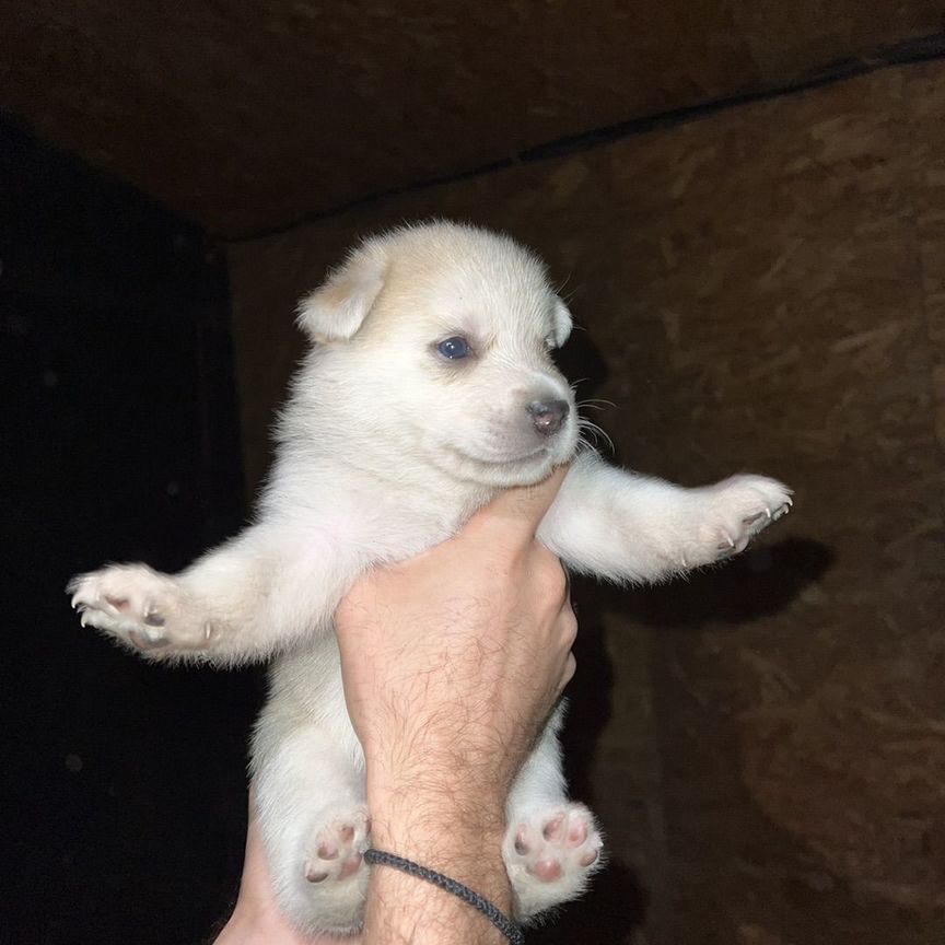 Щенки хаски