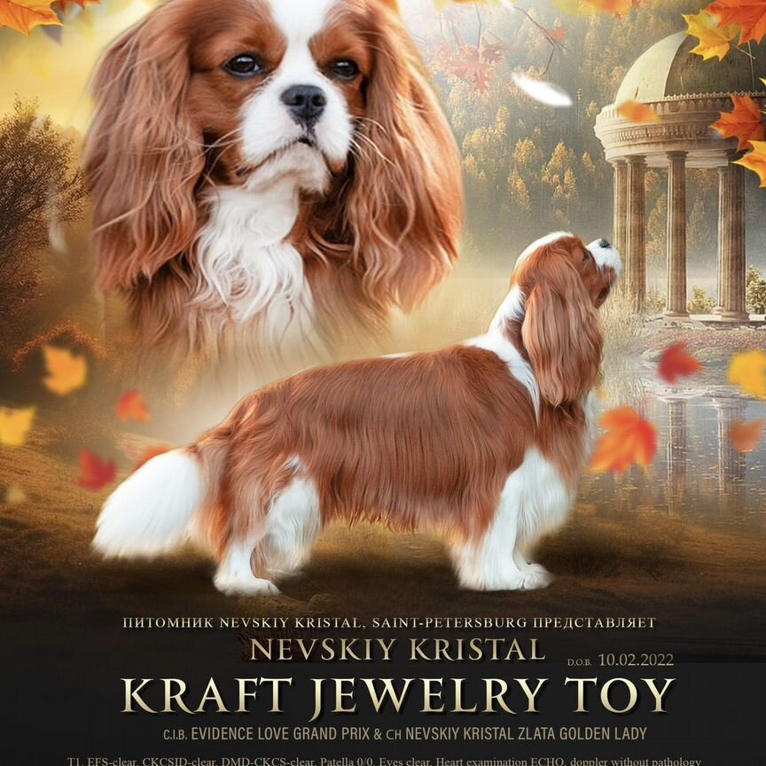 Кавалер кинг чарльз спаниель вязка