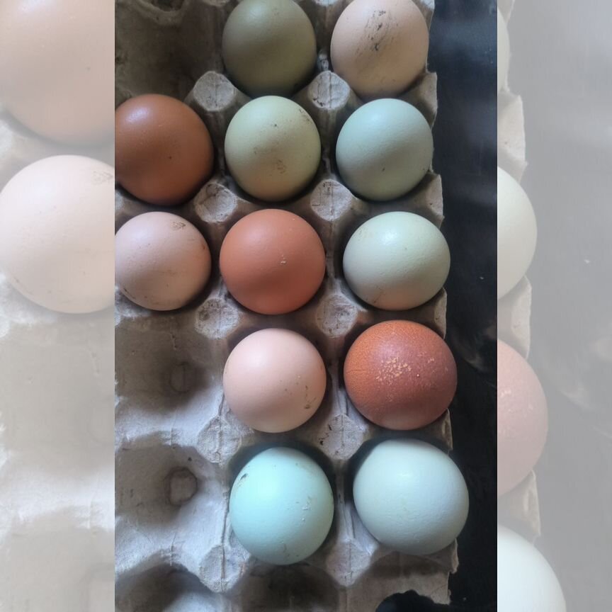 Инкубационное яйцо