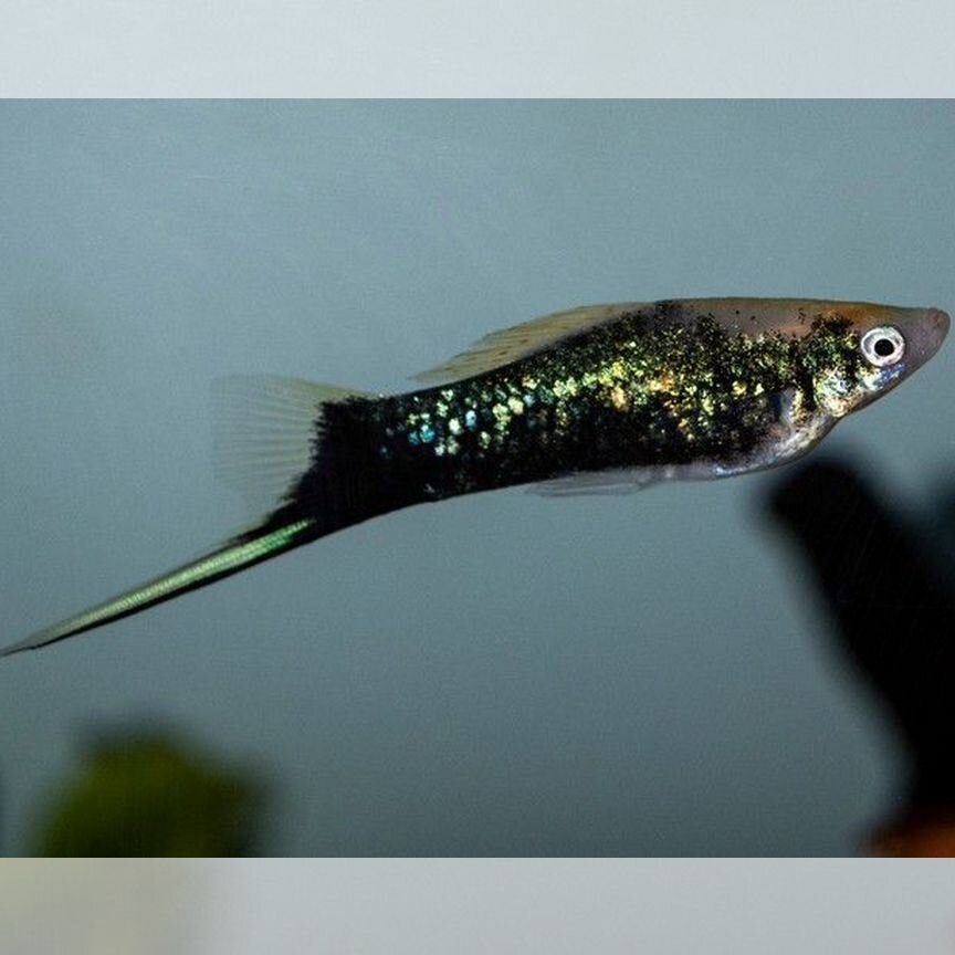 Мечаносцы черные