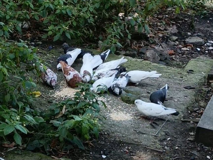 Голубая высоколётные