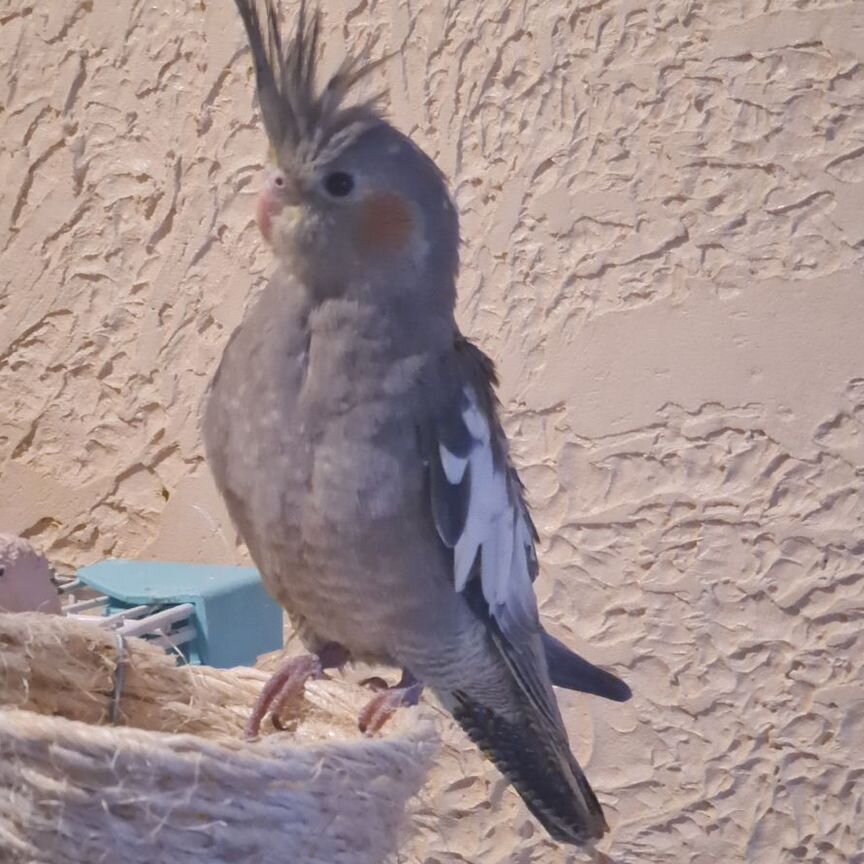 Попугай корелла