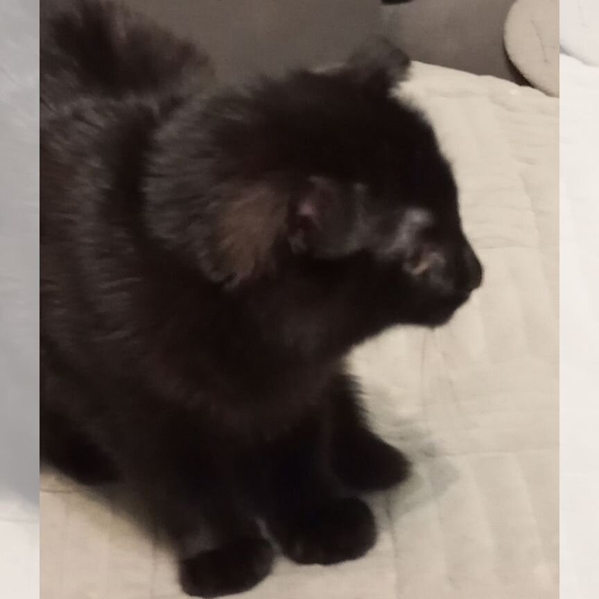 Черная багирка