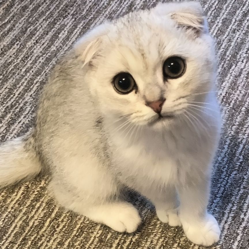 Британский длинношёрстный котёнок