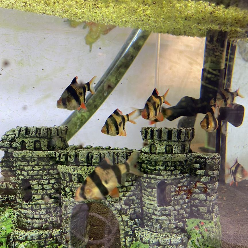 Аквариумные рыбки