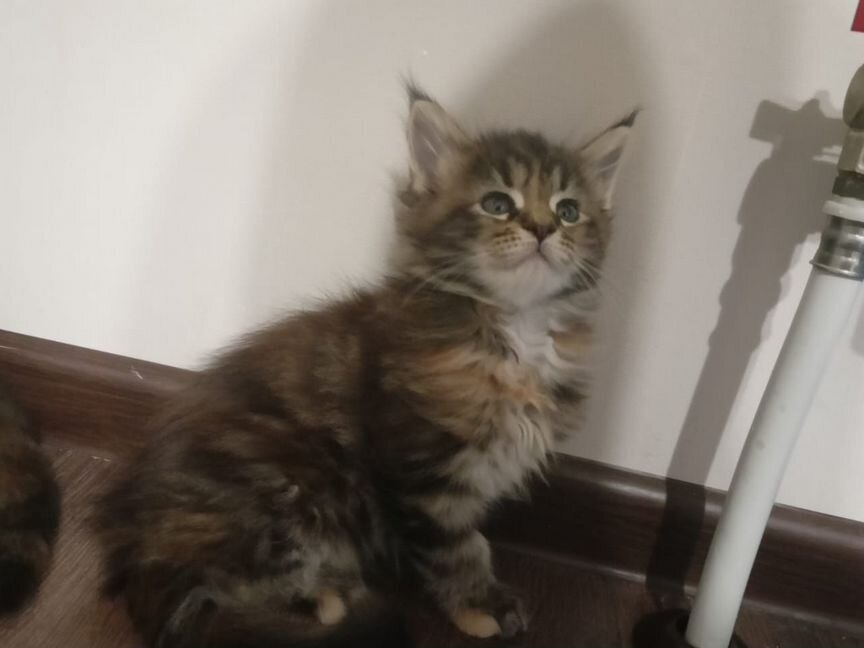 Котята мейн-кун