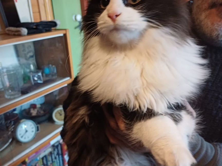 Пушистик Кирюша ищет дом