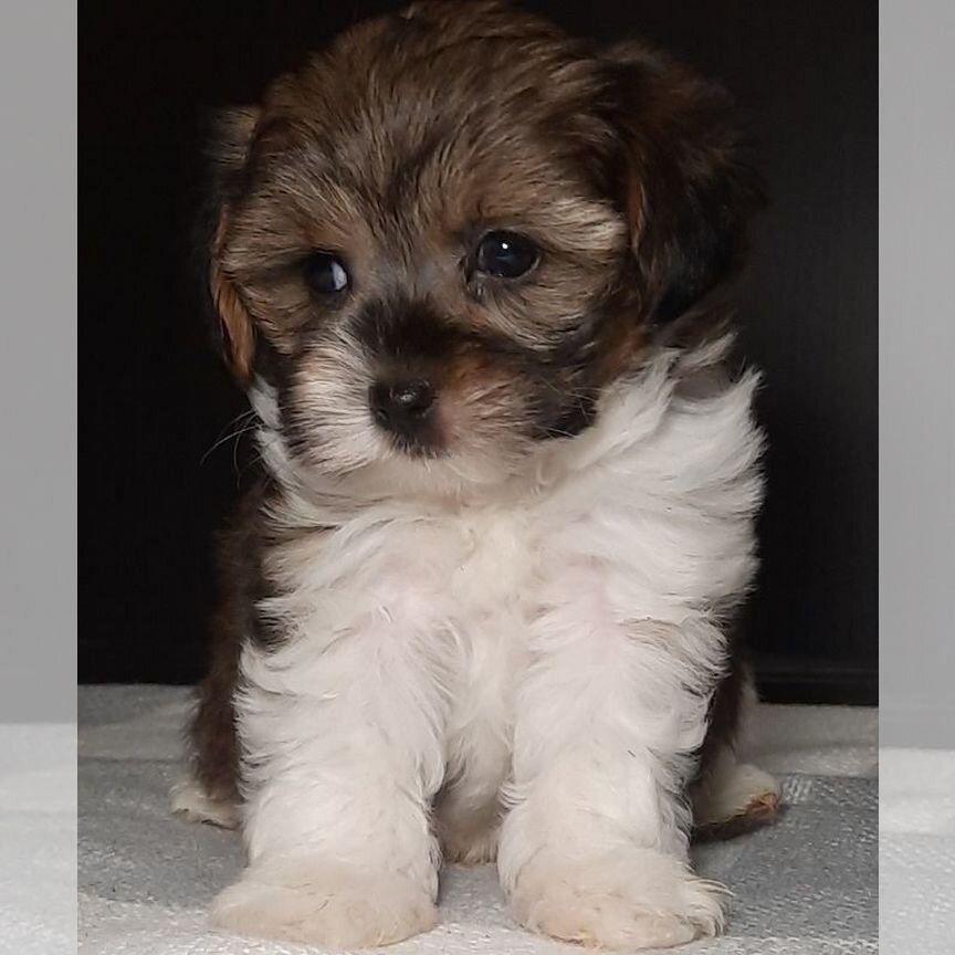 Петербургская орхидея, щенок