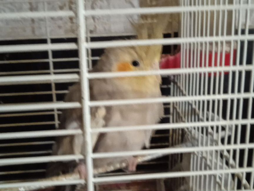 Папугаи карэла