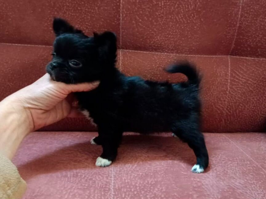 Чихуахуа щенок девочка