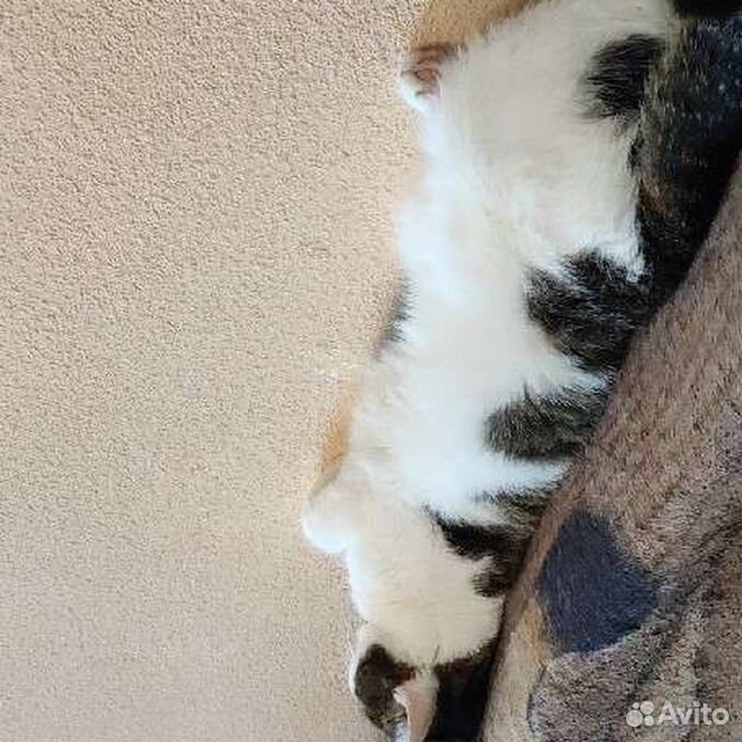 Котик Григорий ищет дом