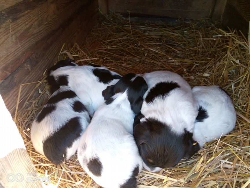 Русский спаниель