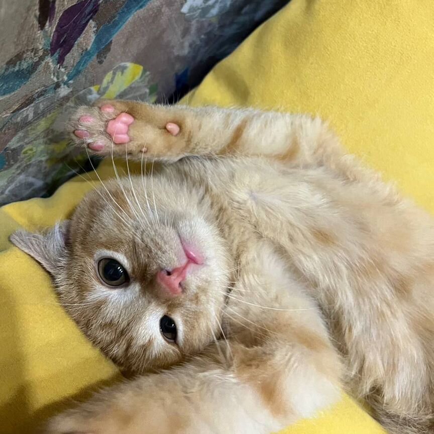 Котёнок в добрые руки