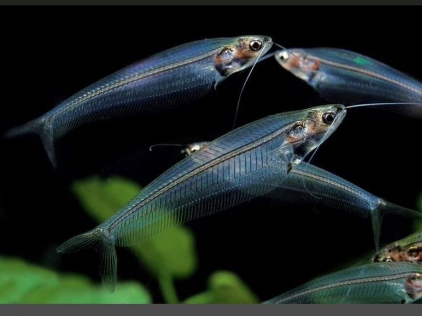 Стеклянные сомы Аквариумные рыбки