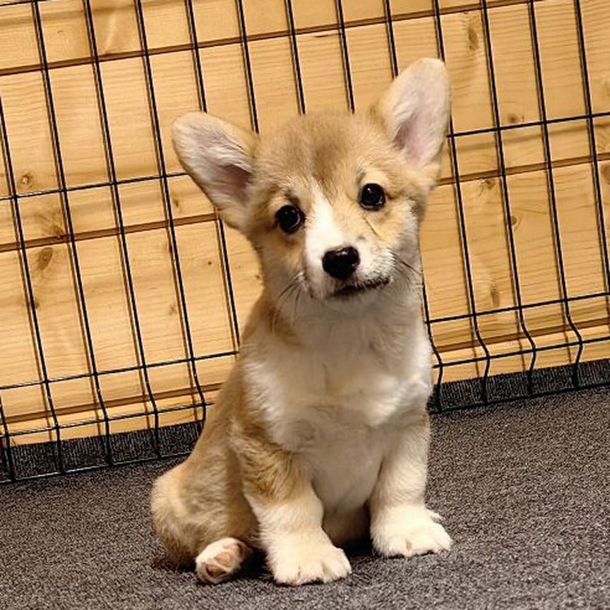 Прекрасная Диана. Мини Вeльш Kоpги Пeмброк