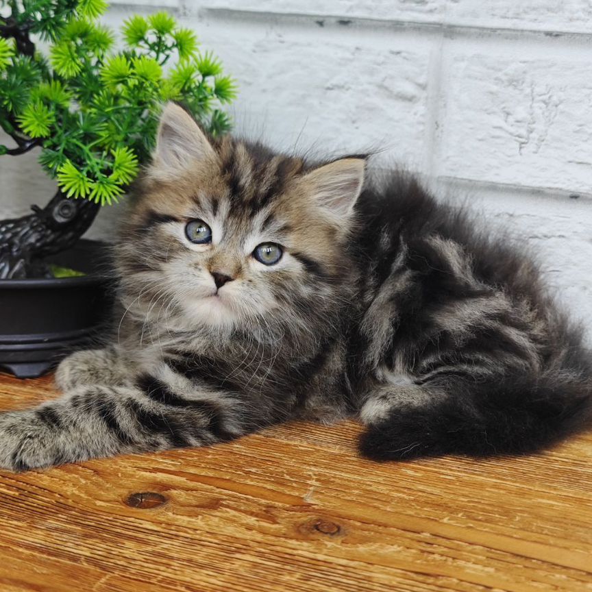 Сибирский котёнок