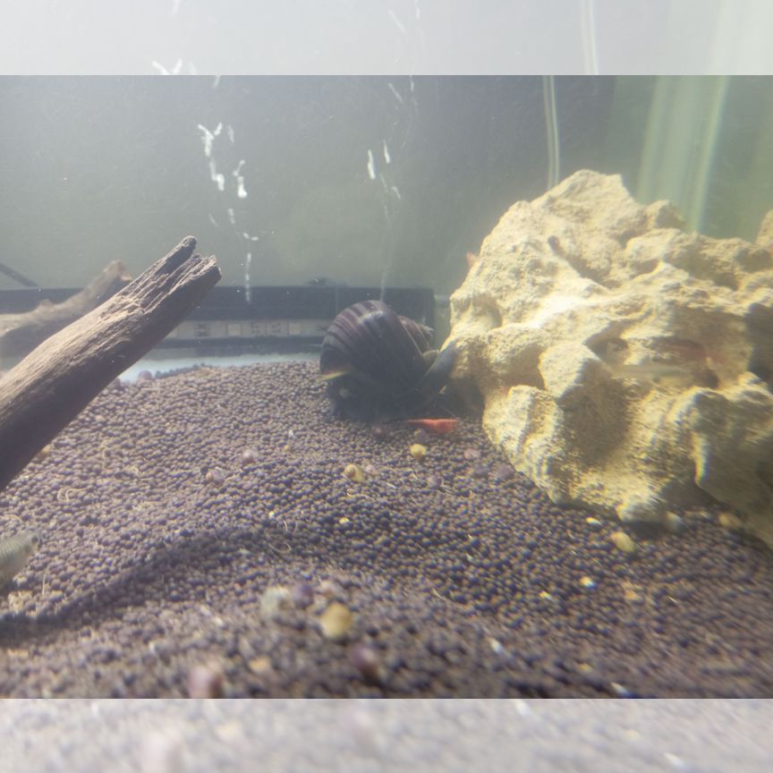 Малютки улитки ампулярии цветные