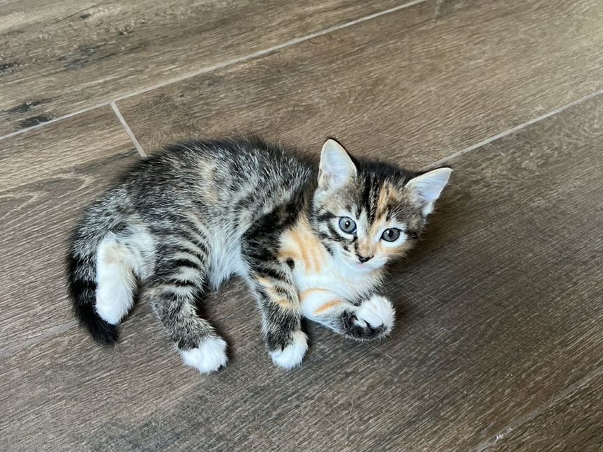Кошечка