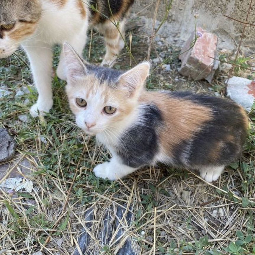 Трёх цветный котёнок