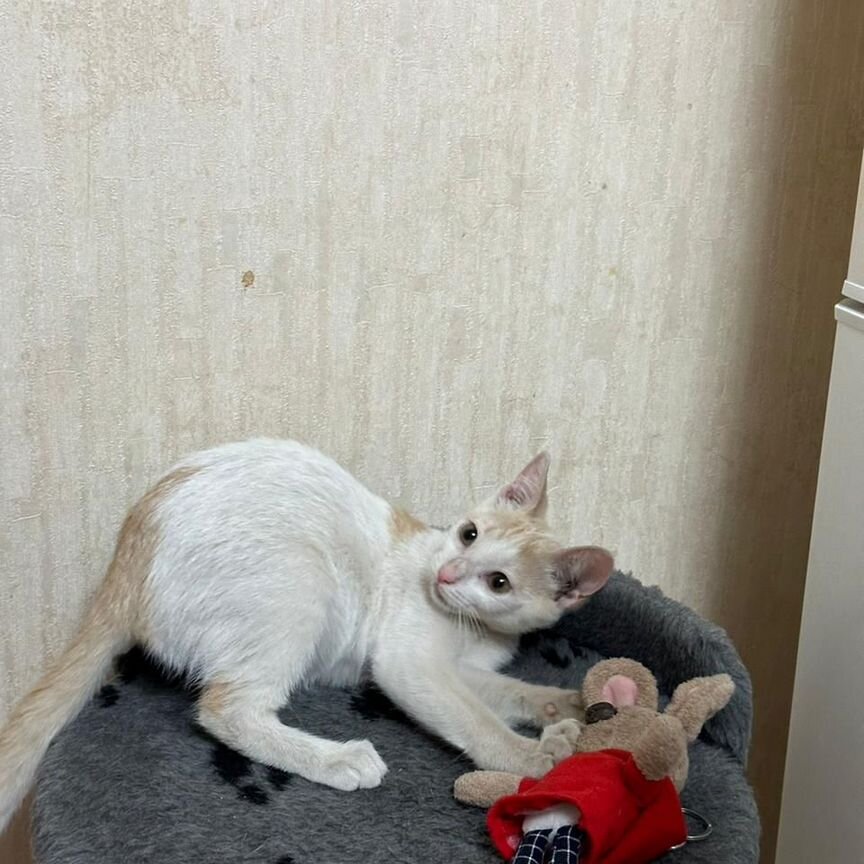 Котенок в добрые руки