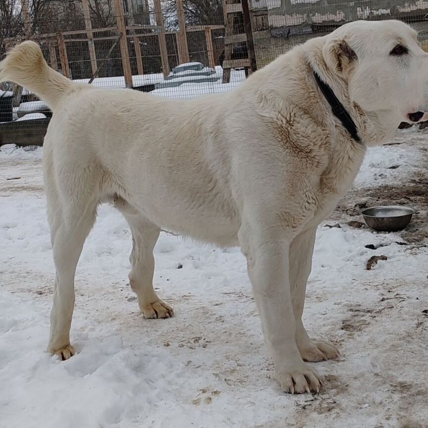 Кобель среднеазиатской овчарки