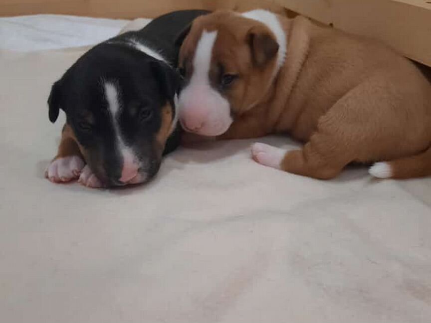 Щенки миниатюрного бультерьера