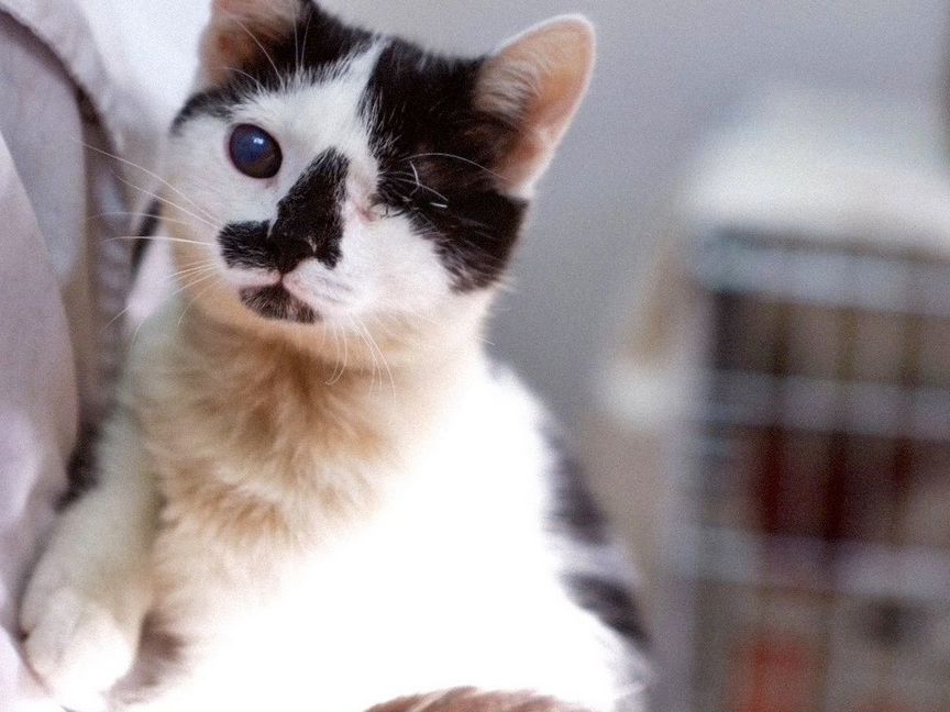 Особенные котята в добрые руки