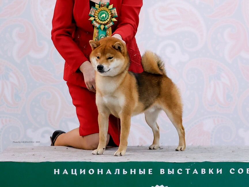 Вязка кобель сиба Чемпион